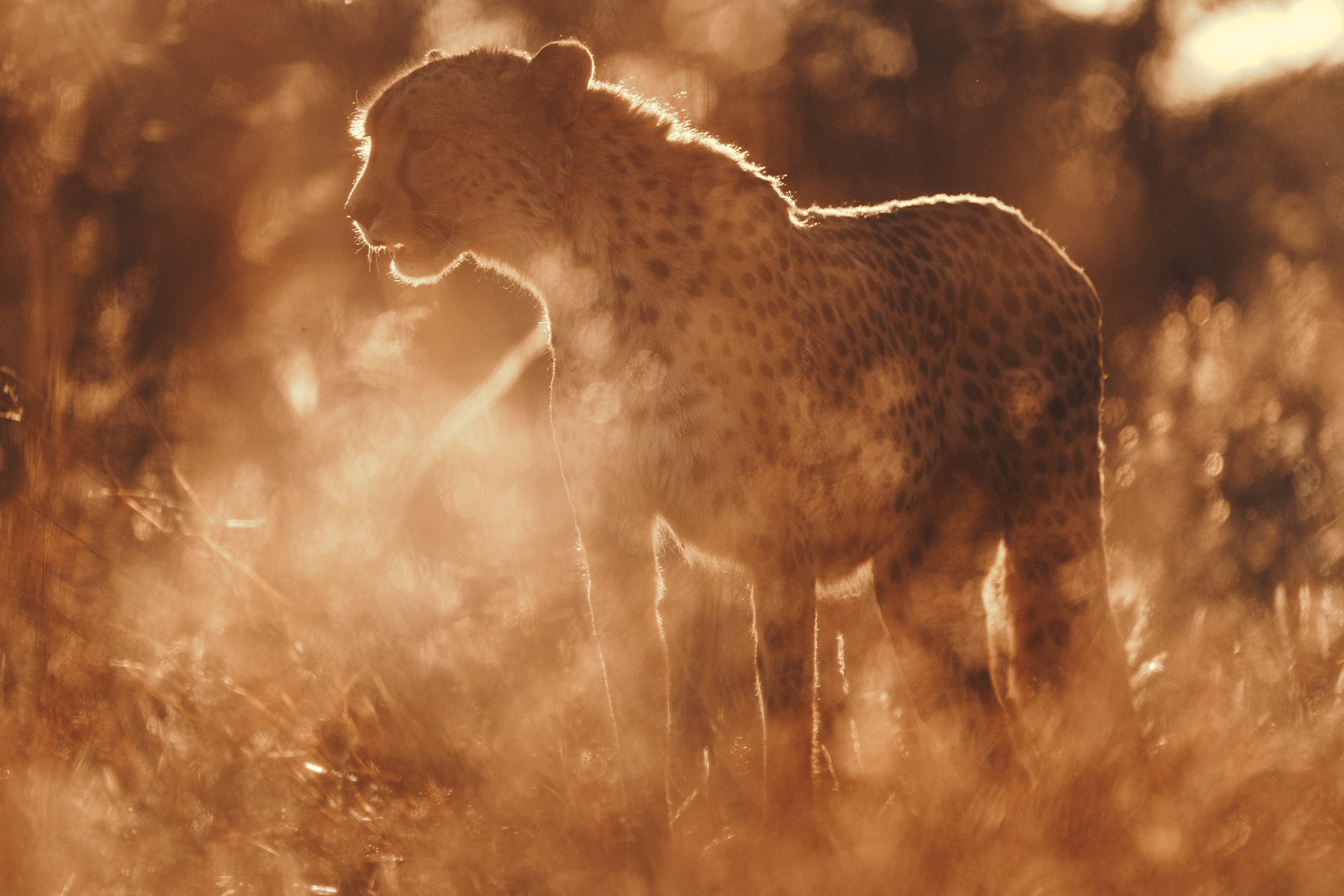 Alexander Heinrichs – Ilford | Premium Imaging Products